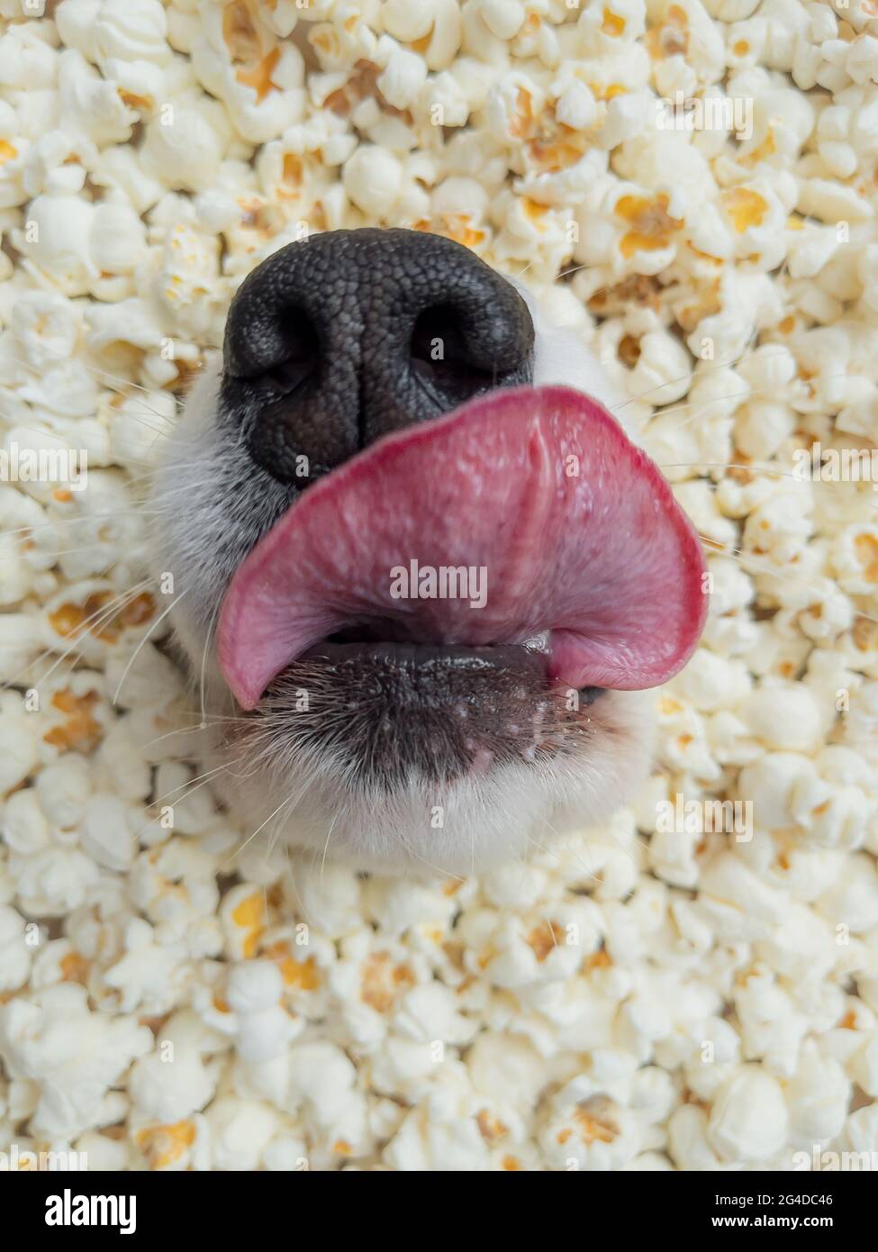 Dog in popcorn. Nose of Australian Shepherd dog amidst popcorn - close ...