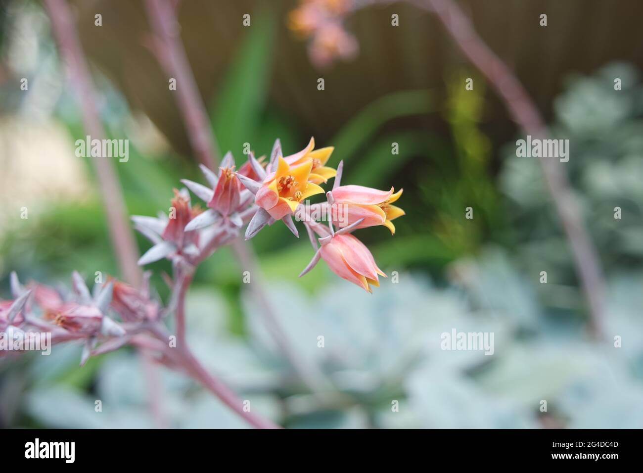 Succulent Flower Stalks Stock Photo - Alamy
