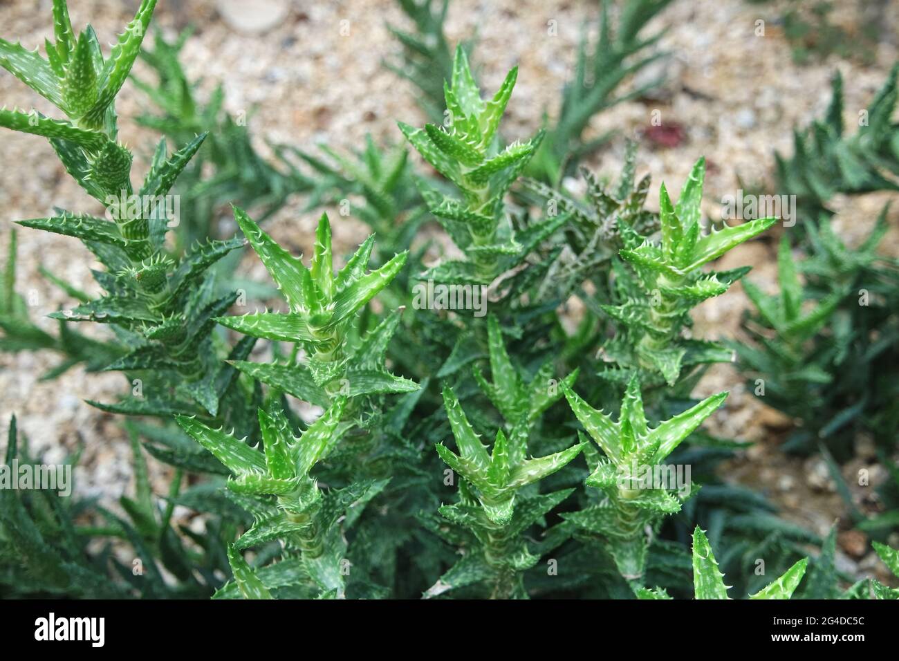Aloe Juvenna Tiger Tooth Aloe Succulent Plants Stock Photo - Alamy