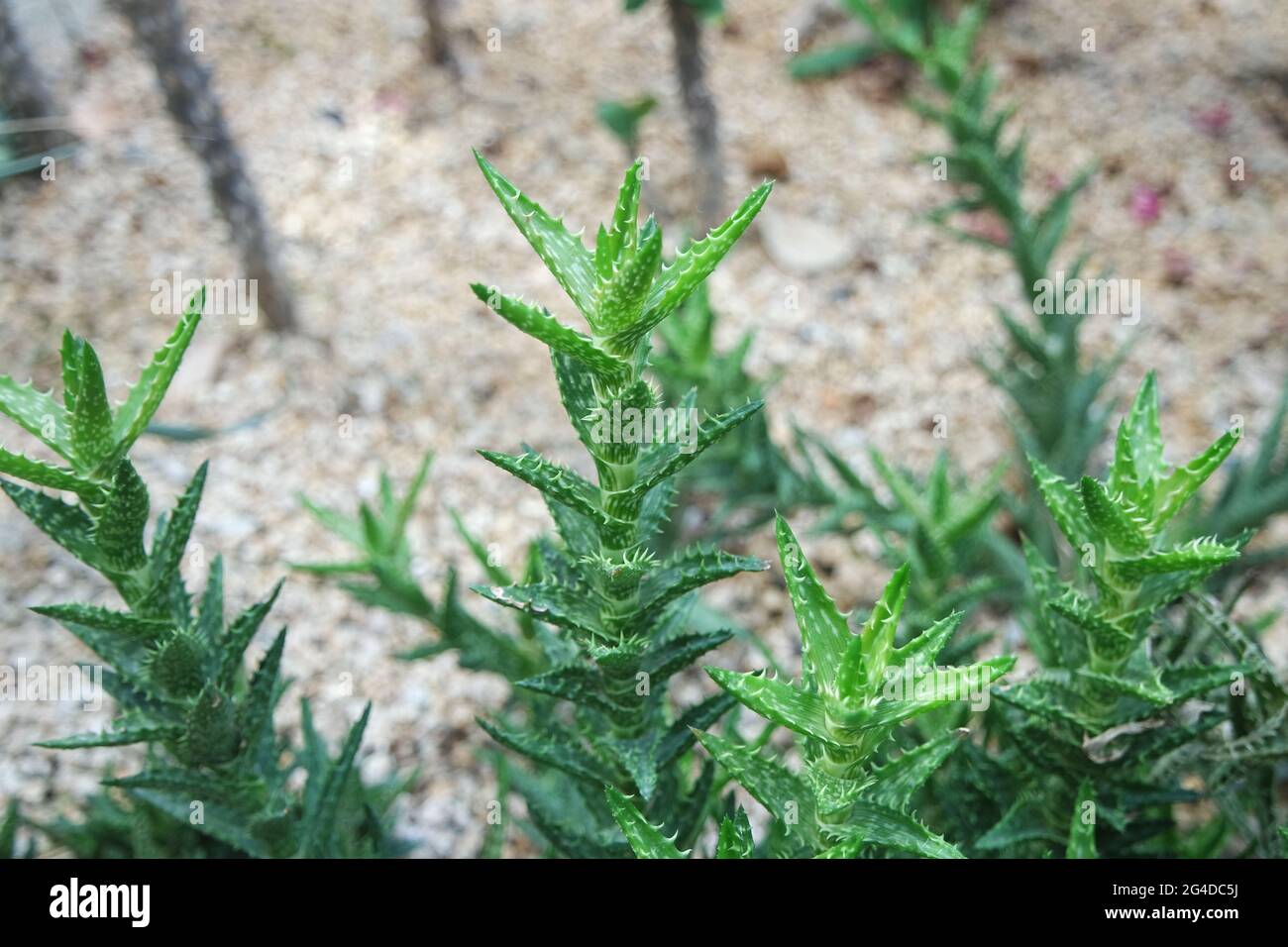 Aloe Juvenna Tiger Tooth Aloe Succulent Plants Stock Photo - Alamy