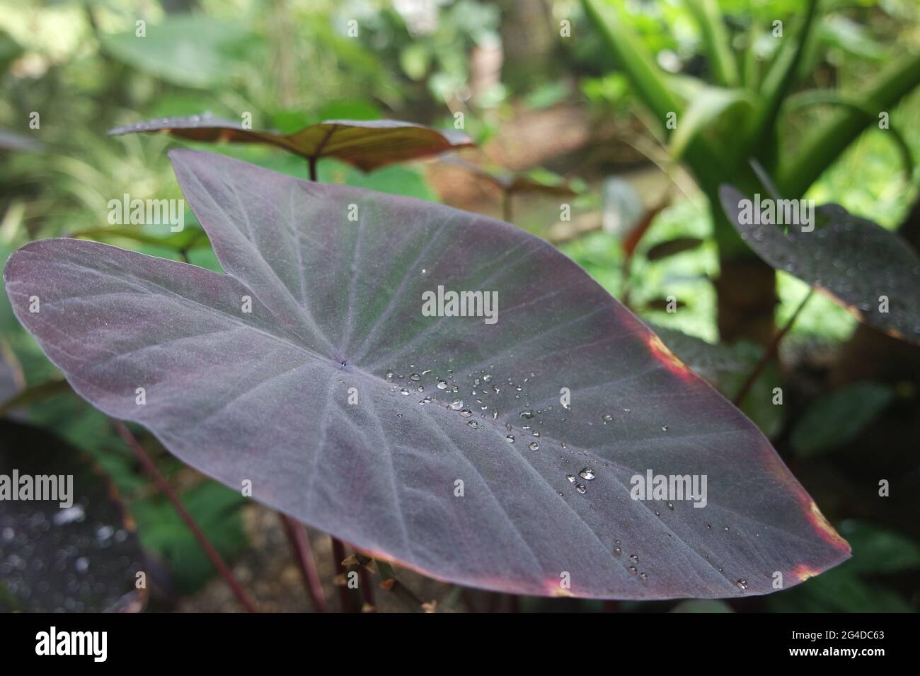 Colocasia leaves hi-res stock photography and images - Alamy