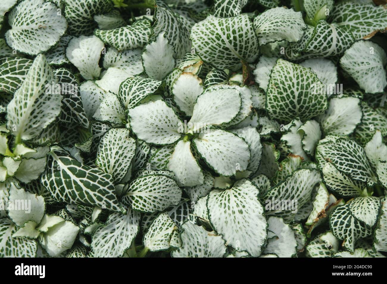 Fittonia White Star White Angel Stock Photo - Alamy