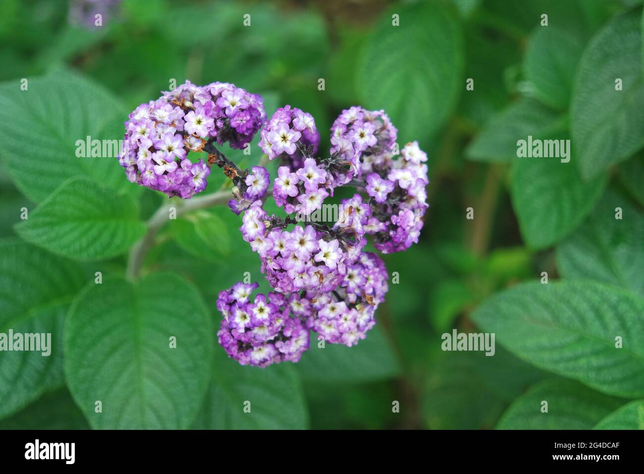 Heliotropium arborescens hi-res stock photography and images - Alamy