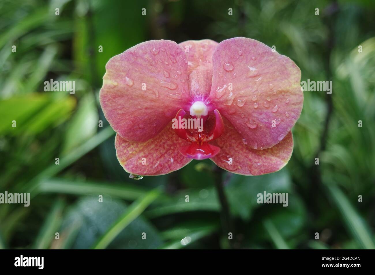 Hot Pink and Dripping Wet Moth Orchid Orchidaceae Phalenopsis Stock ...