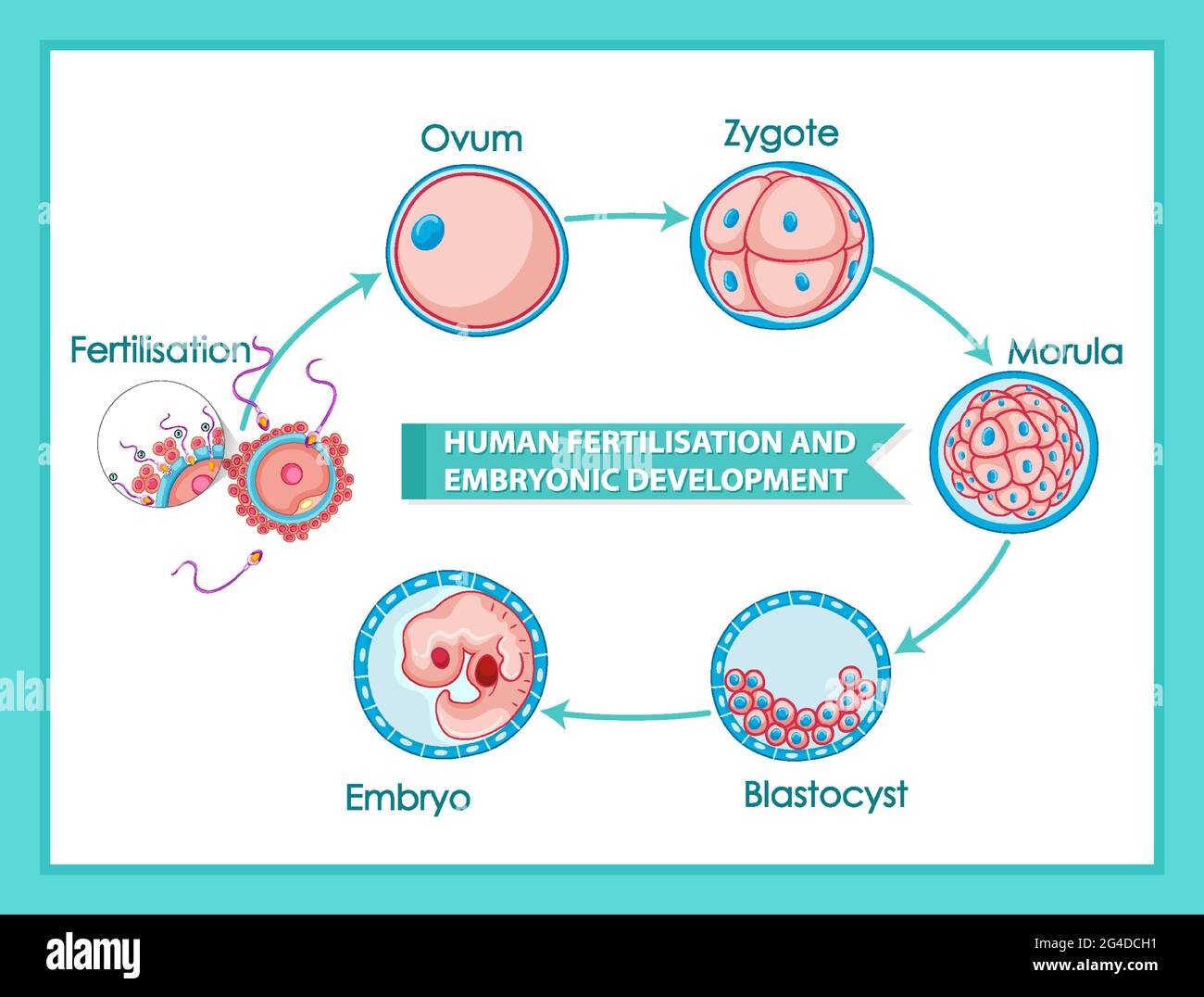 Human Fertilisation And Embryonic Development Diagram Illustration