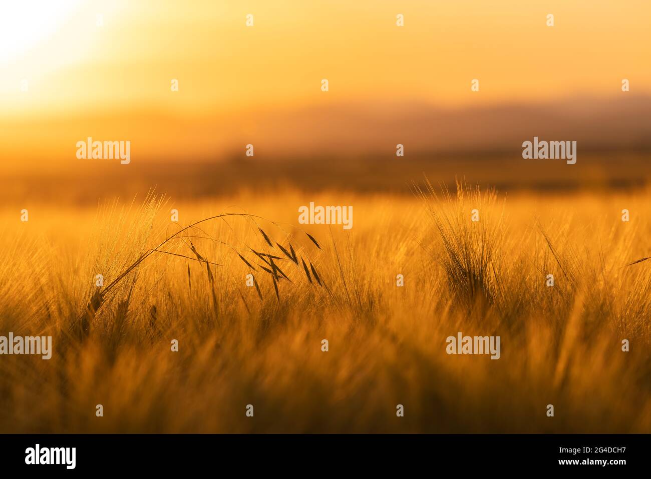 Sunset over wheat field Stock Photo - Alamy