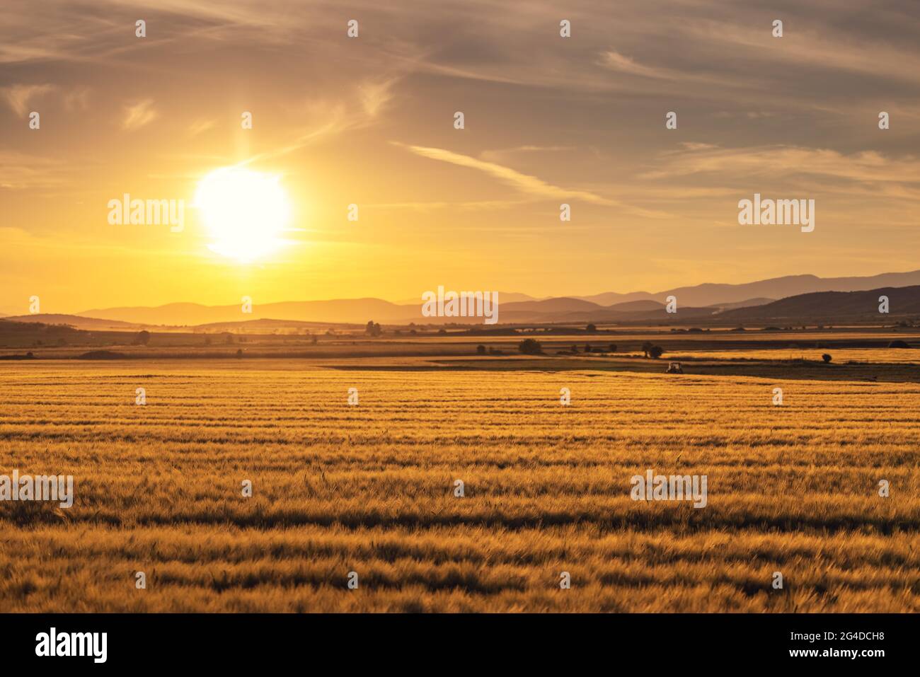 Sunset over wheat field Stock Photo - Alamy