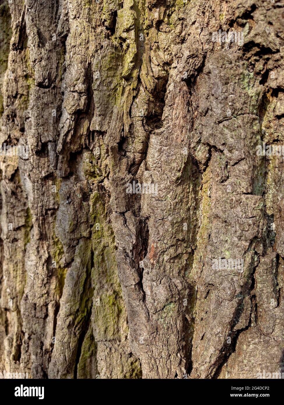 Embossed texture of the bark of tree. Pattern of natural tree bark ...