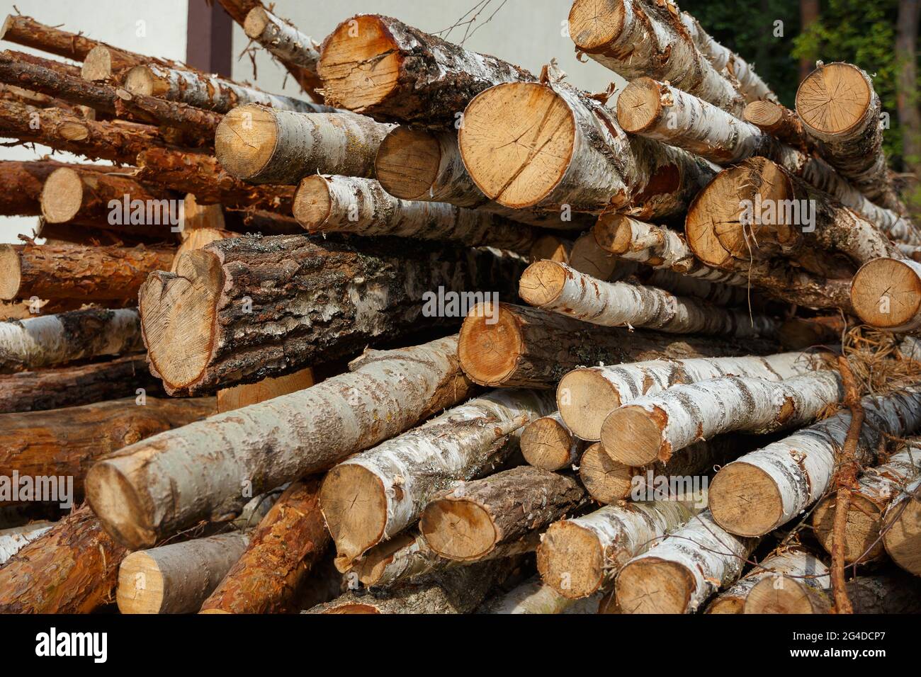 Stack of cut birch logs fills the frame Stock Photo - Alamy
