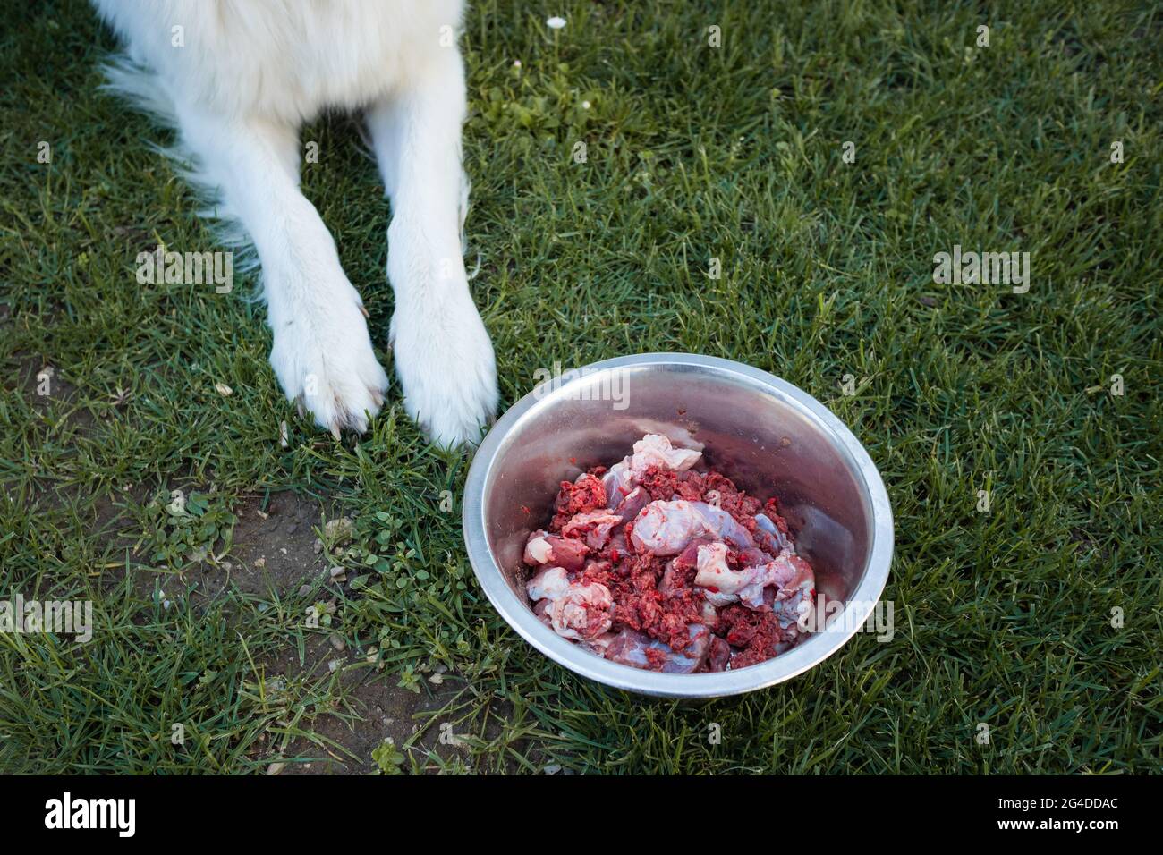 Healthy dog meat hi-res stock photography and images - Alamy