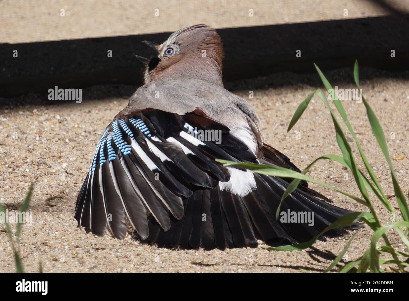 Closeup shot of a Eurasian Jay bird sitting on a sandy ground from ...