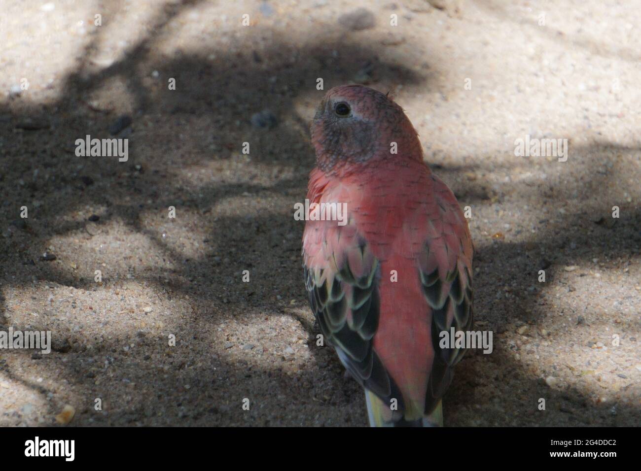 Bourkes parrot hi-res stock photography and images - Alamy
