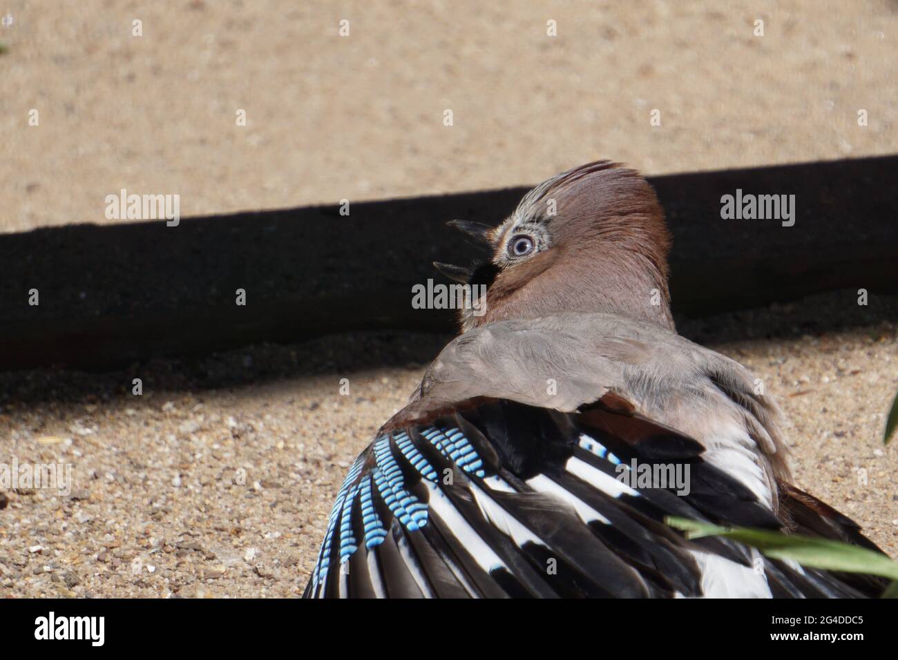 Closeup shot of a Eurasian Jay bird sitting on a sand from behind Stock ...