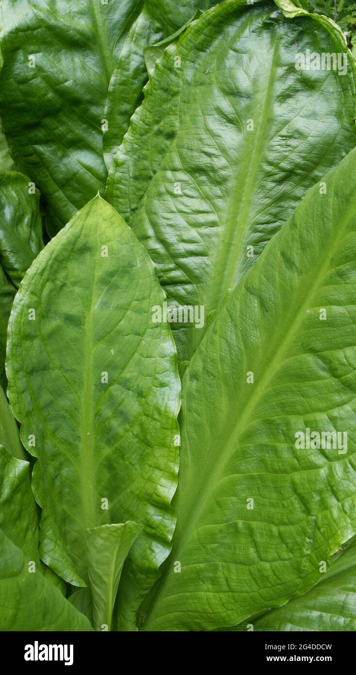 Upright growing leaves hi-res stock photography and images - Alamy