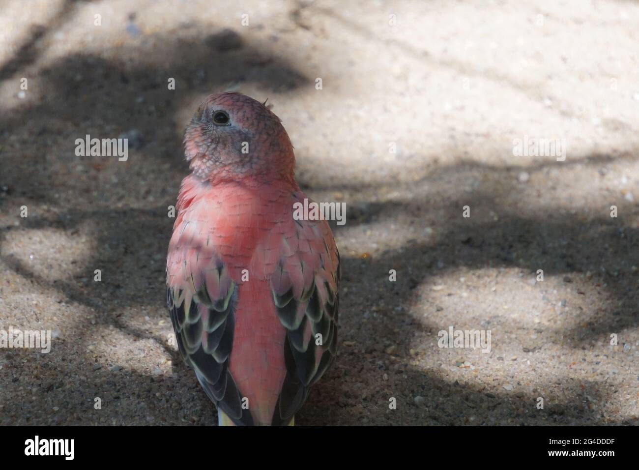 Bourkes parrot hi-res stock photography and images - Alamy