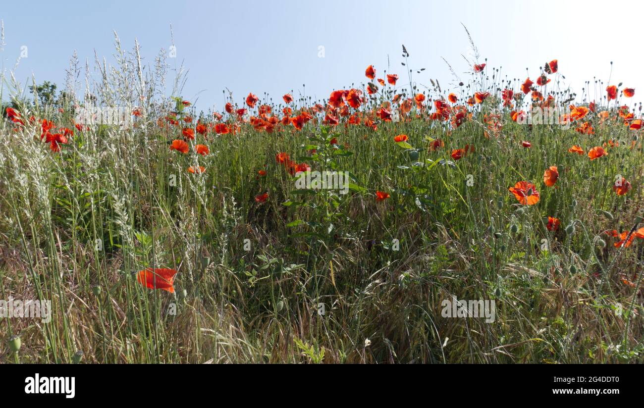 Field poppies and grass Stock Photo - Alamy