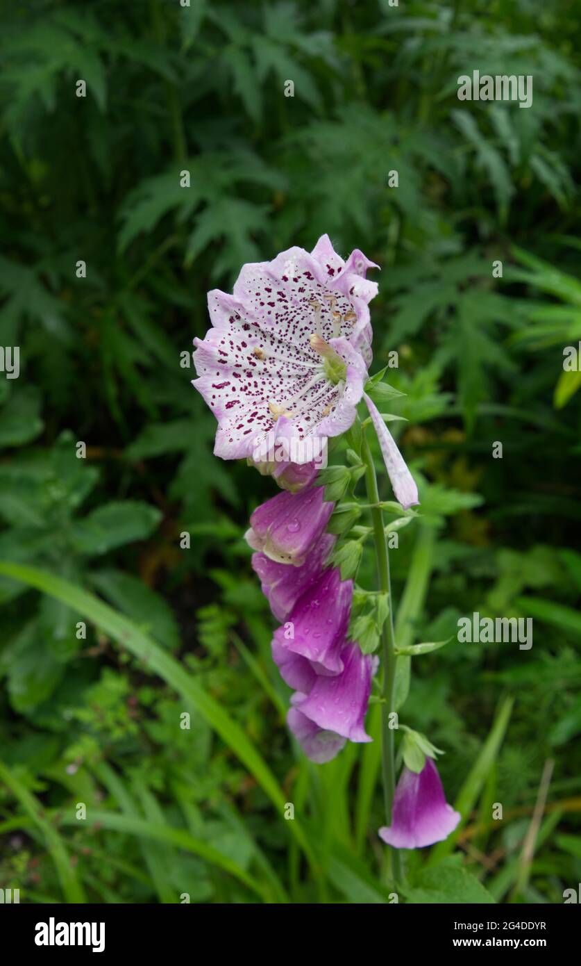 Digitalis monstrosa hi-res stock photography and images - Alamy