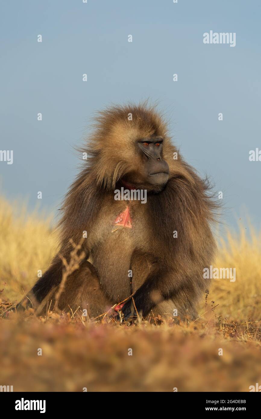 Gelada Baboon - Theropithecus gelada, beautiful ground primate from ...