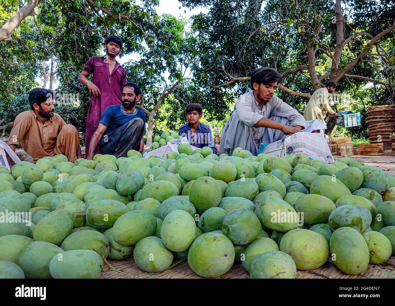 best mangoes in the word are from south punjab and sindh in pakistan A ...