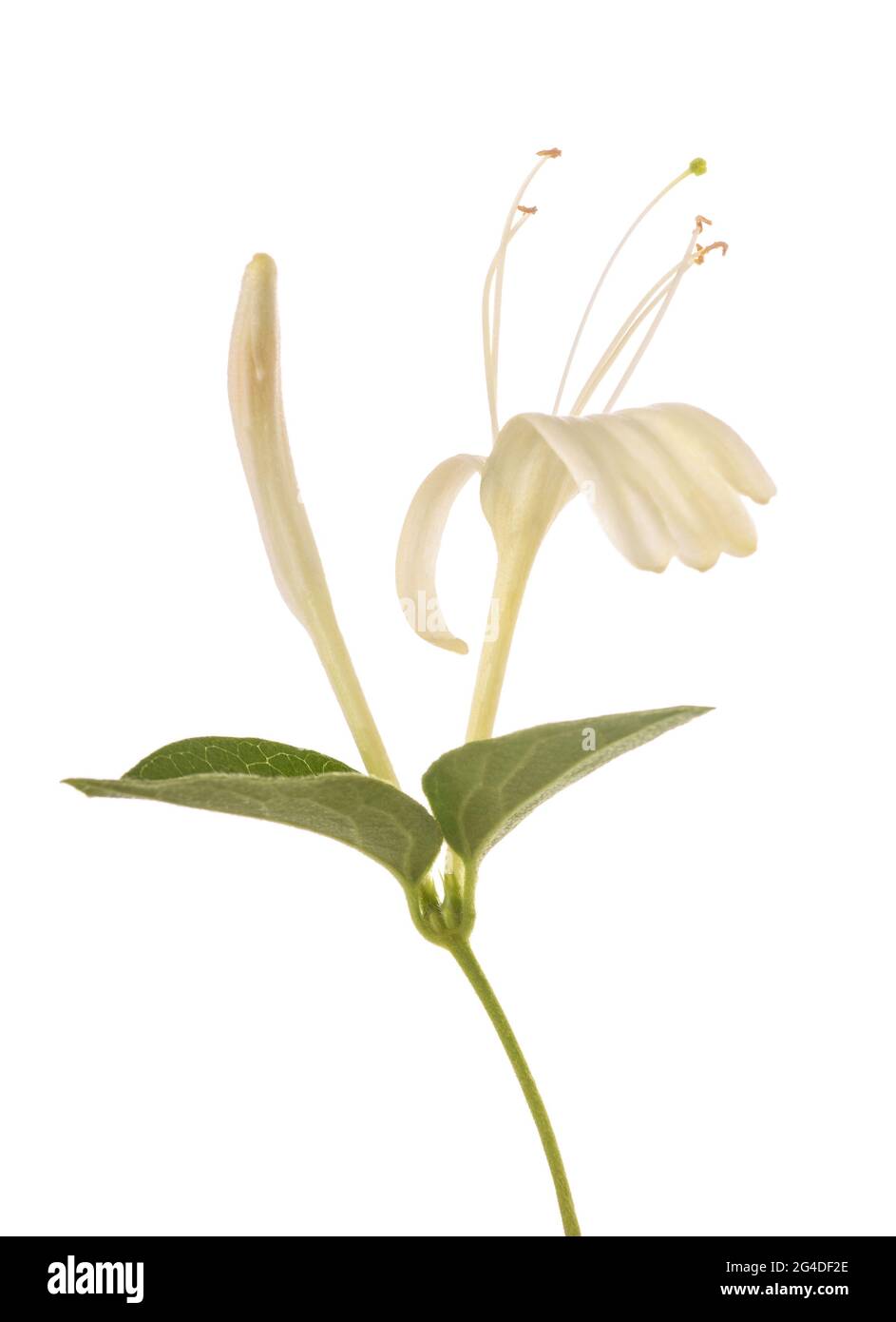 Honeysuckle flower isolated on white background Stock Photo - Alamy
