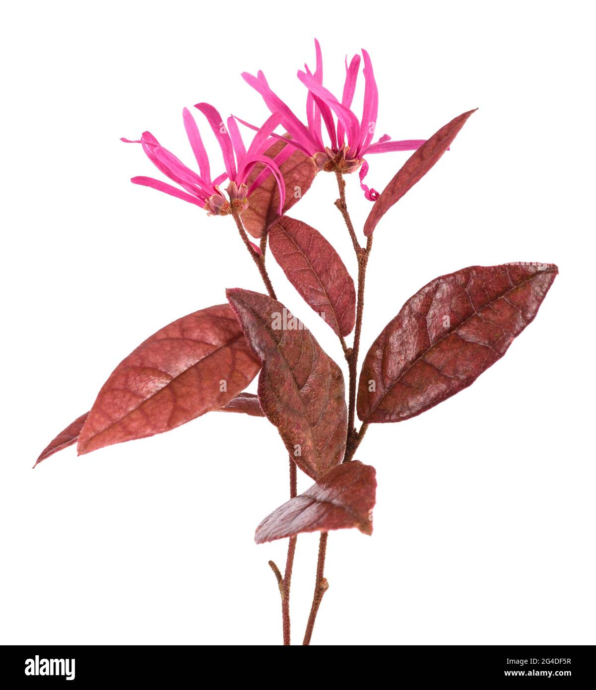 Fringe Flower isolated on white background Stock Photo - Alamy