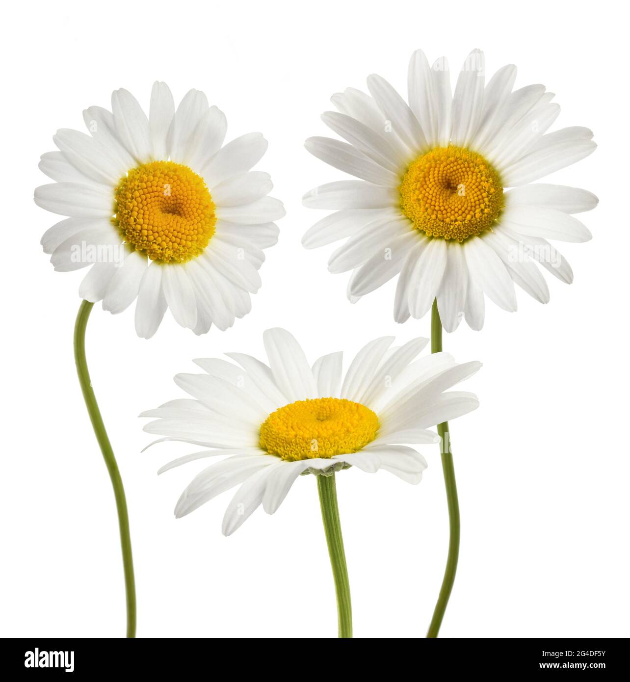 Daisies flowers isolated on white background Stock Photo - Alamy