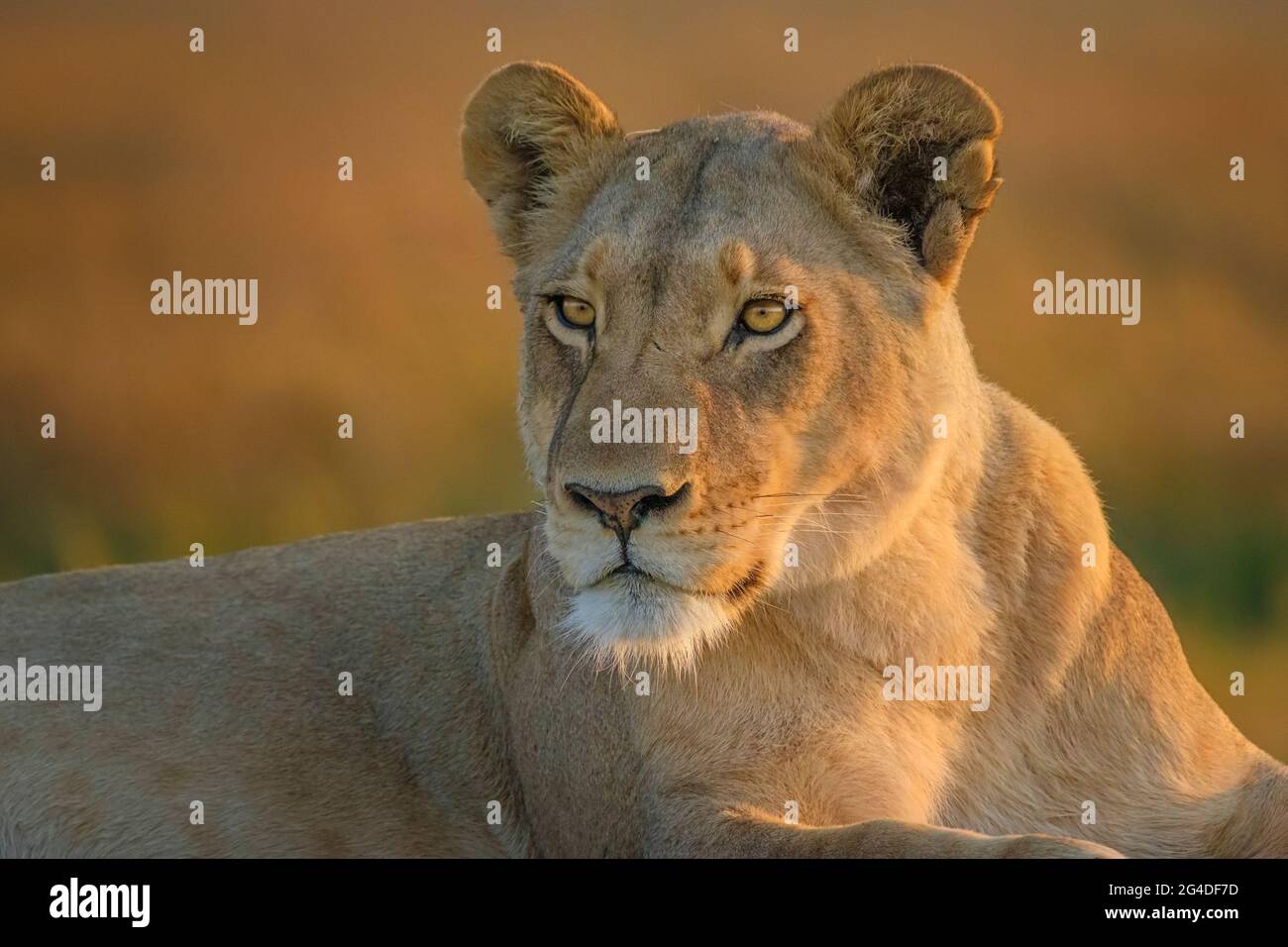Lioness (Panthera leo) eyes face African Savannah. Okavango Delta ...
