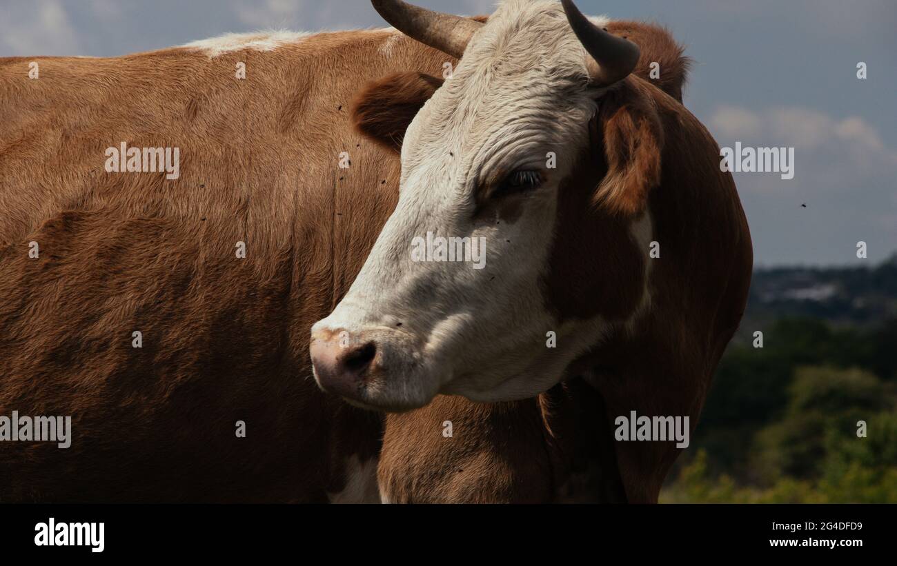Healthy cow hi-res stock photography and images - Alamy