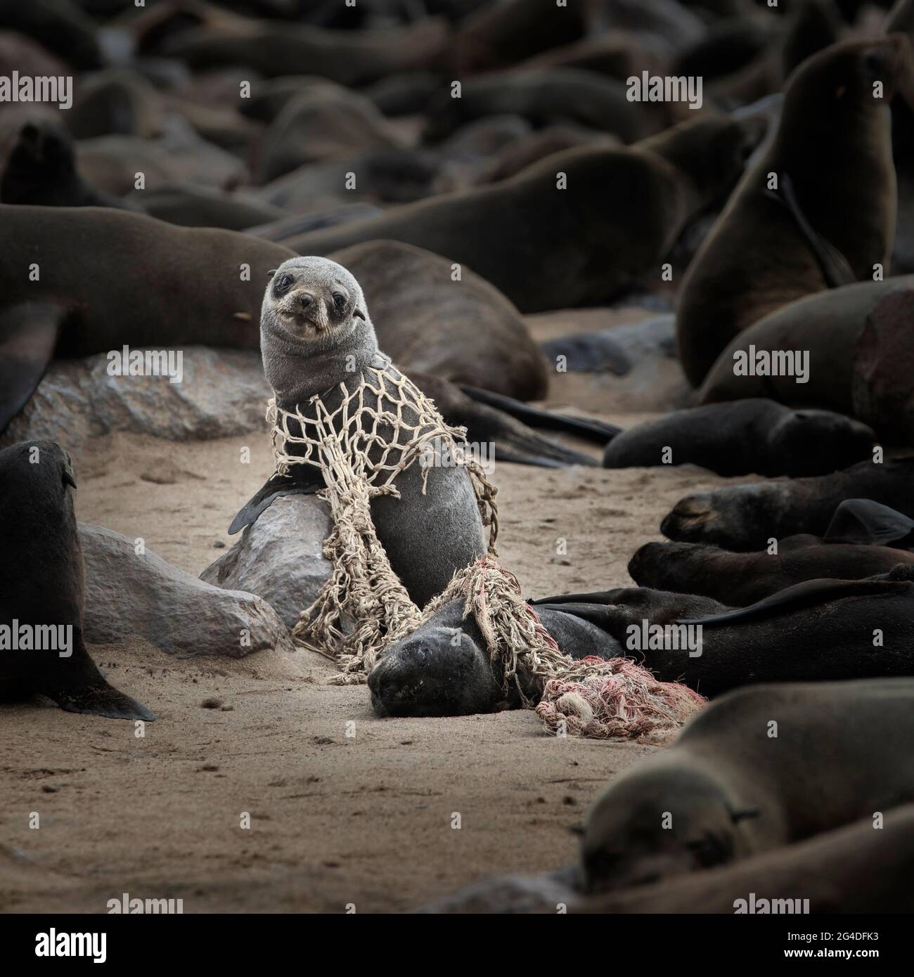 Animal stuck plastic hi-res stock photography and images - Alamy