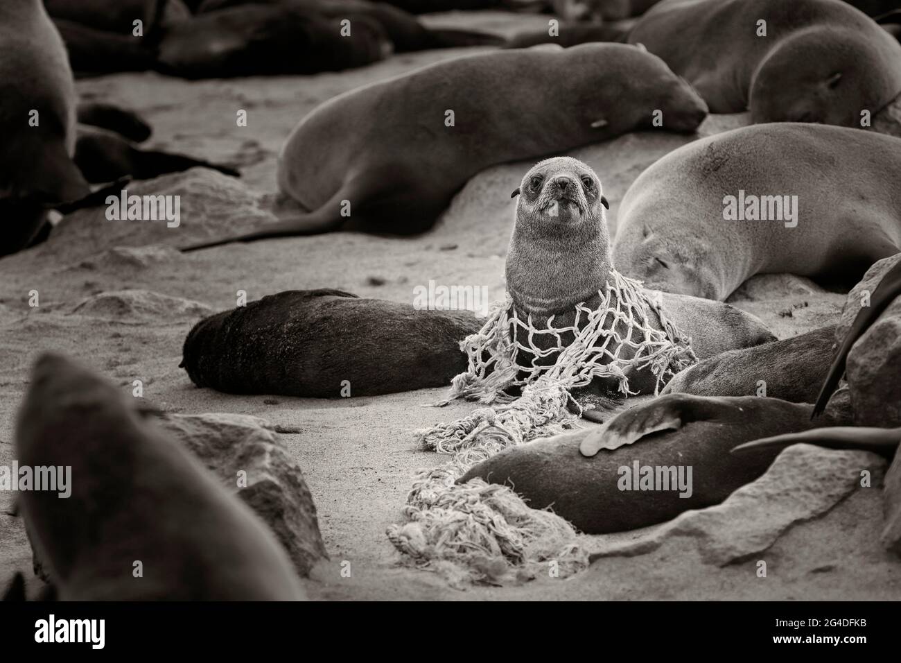 Stuck in the net hi-res stock photography and images - Alamy
