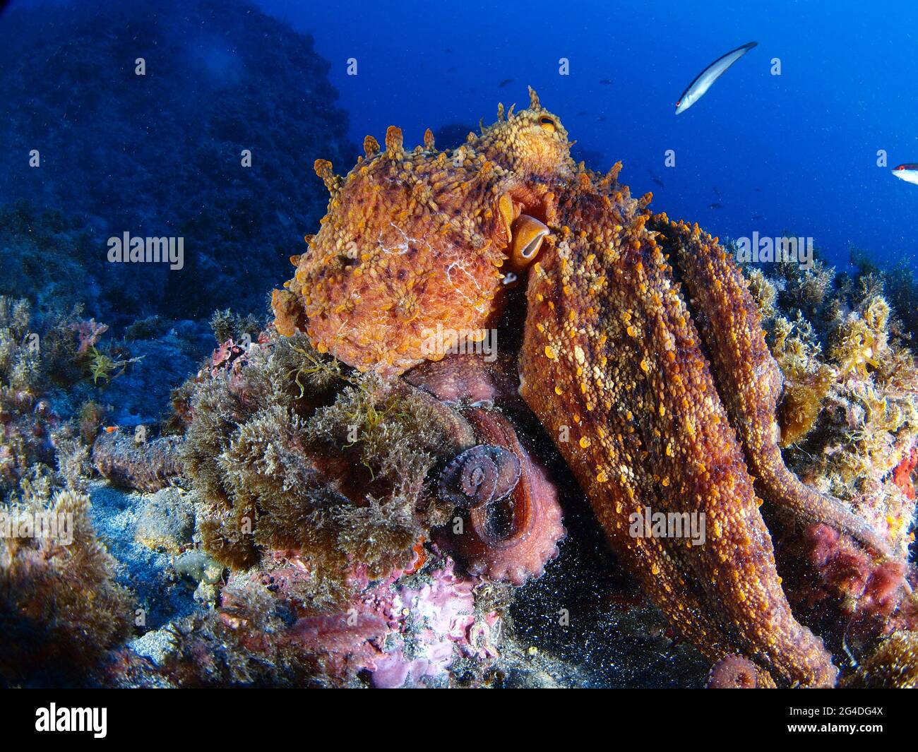 Common octopus (octopus vulgaris) in the Mediterranea sea Stock Photo ...