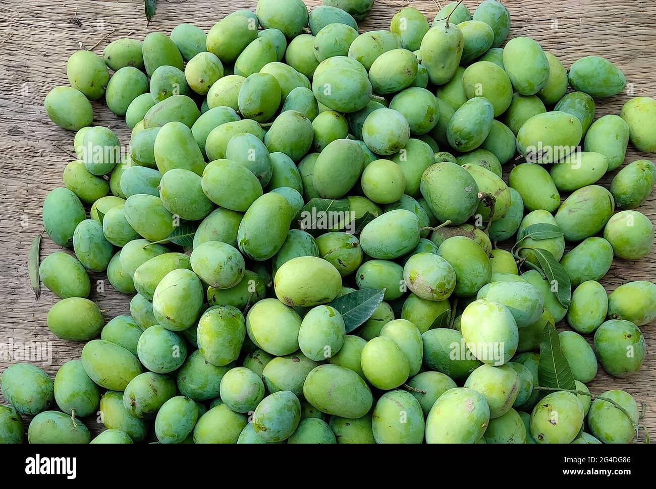 best mangoes in the word are from south punjab and sindh in pakistan A ...
