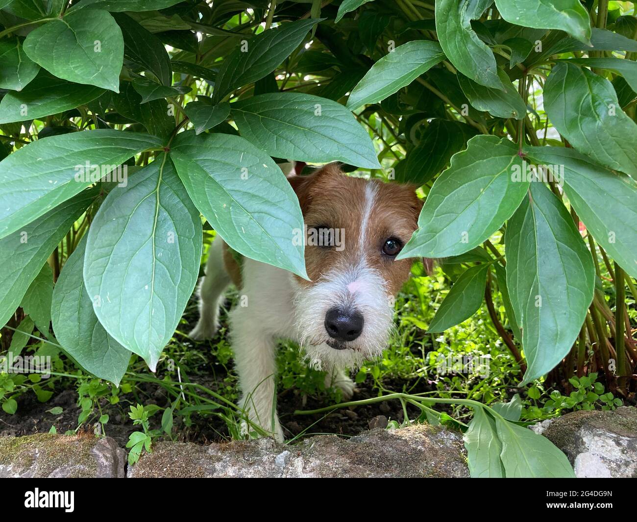 jack russell in nature looks suspiciously Stock Photo - Alamy