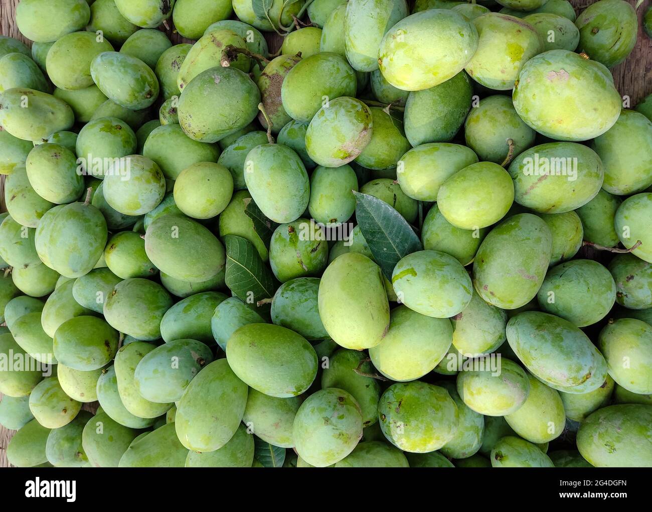 best mangoes in the word are from south punjab and sindh in pakistan A ...