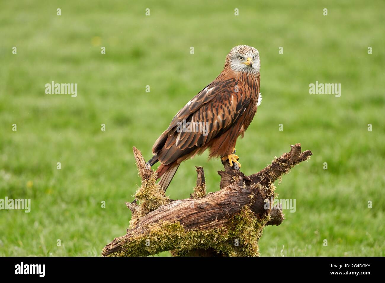 Red kite, bird of prey portrait. The bird sits on a stump, looks ...