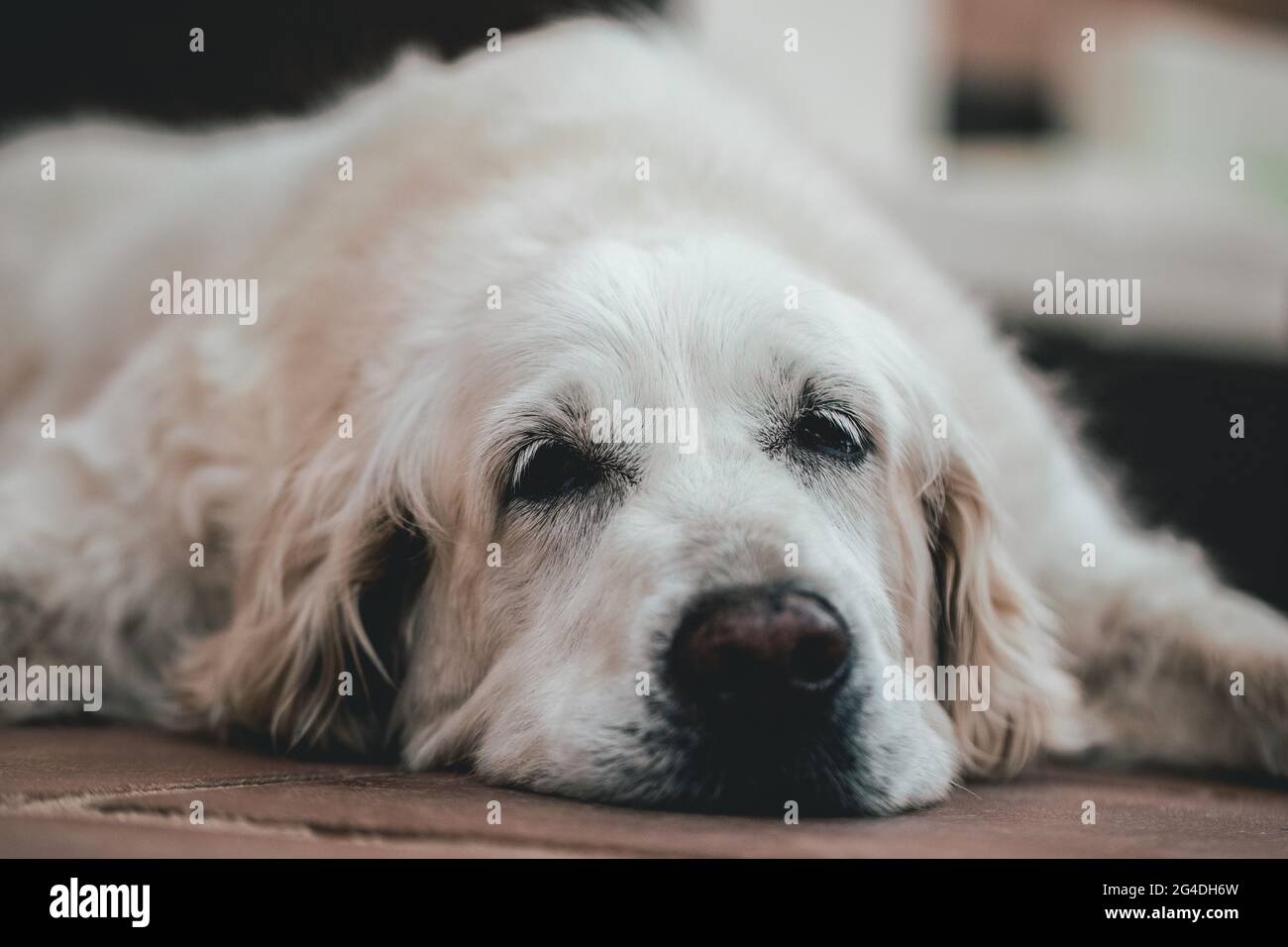 Beautiful white golden retriever with tired face lying on the ground ...