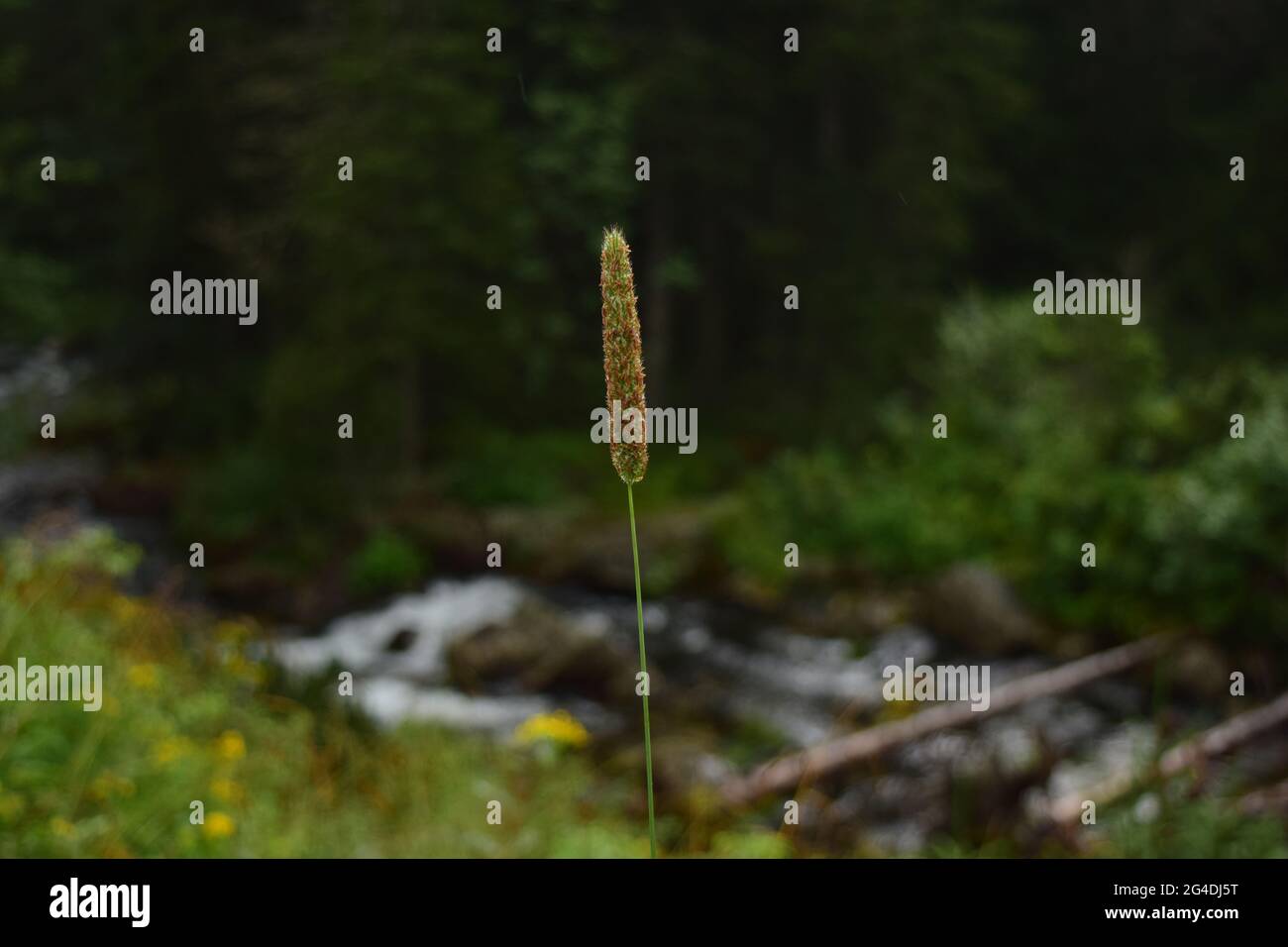 Timothy (Phleum pratense) grass with the background of the river Stock ...