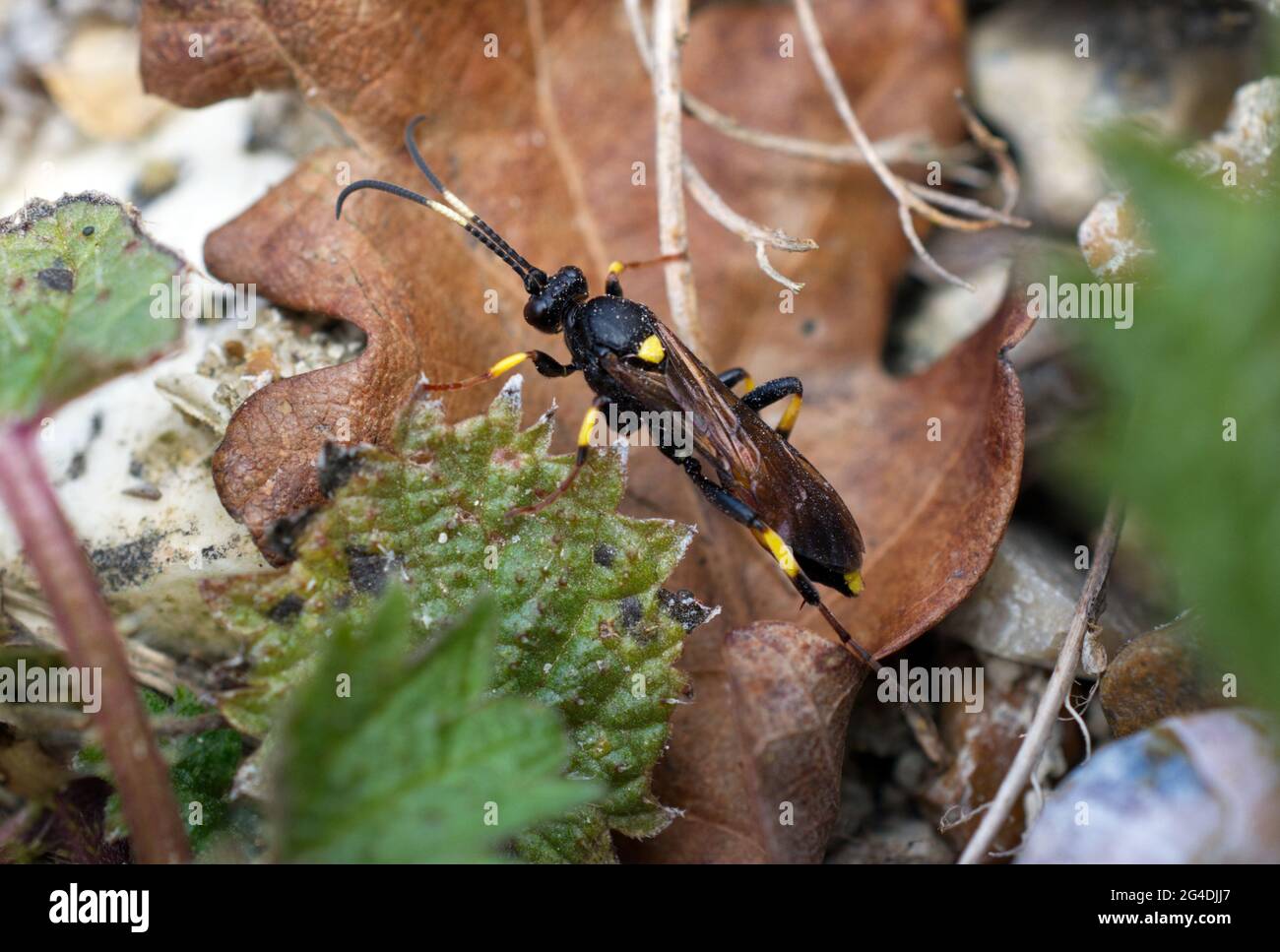 A type of black and yellow ichneumon wasp resting on a dead oak leaf in ...