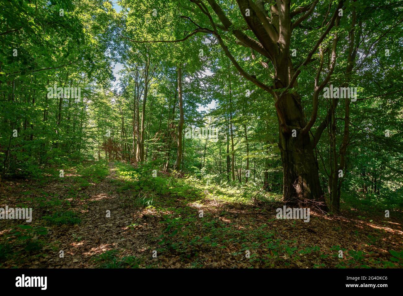 deciduous beech forest in summer. beautiful nature background on a ...