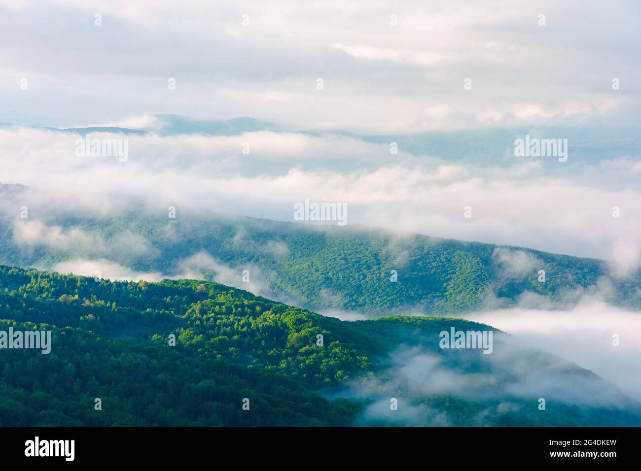 summer landscape on a foggy morning. amazing mountain view in the ...