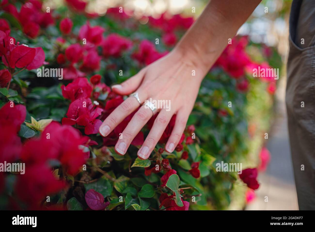 woman's hand stroking the beautiful purple flowers on the bushes in the ...