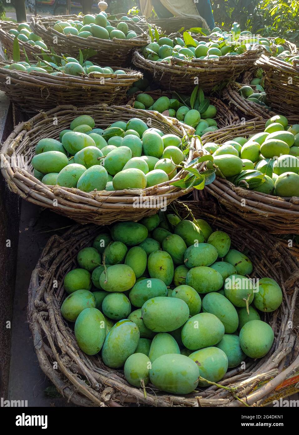 best mangoes in the word are from south punjab and sindh in pakistan A ...