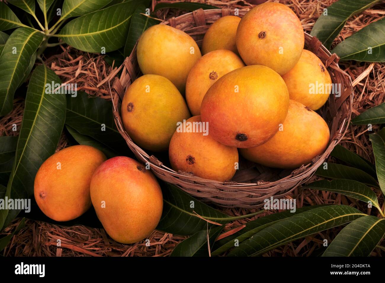Indian Alphonso mango fruits in grass closeup Stock Photo - Alamy