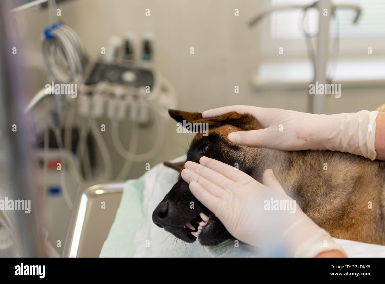 Anesthetized dog's head during surgery.Woman vet hands with latex glove ...
