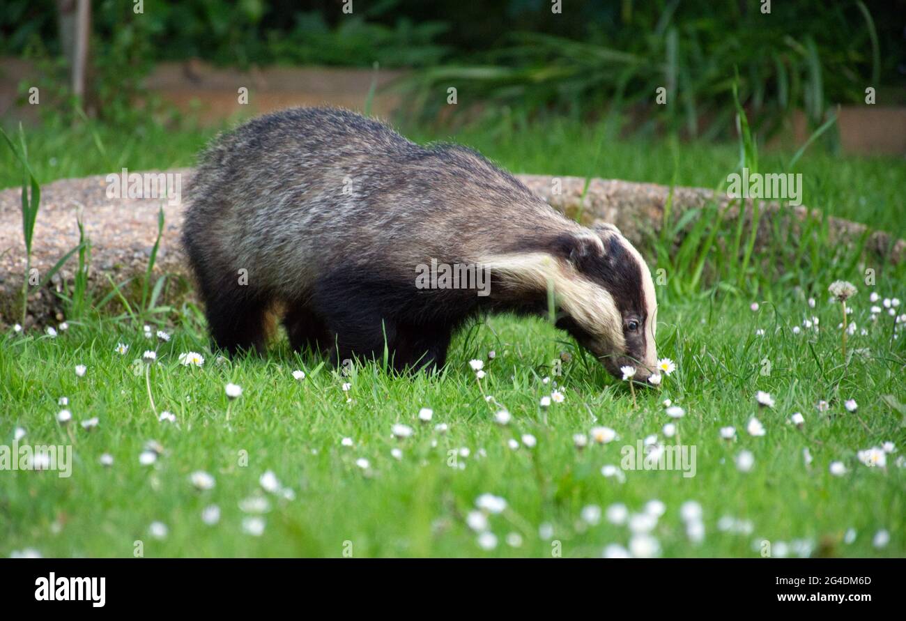 A European Badger (Meles meles) foraging amongst daisies garden on a ...