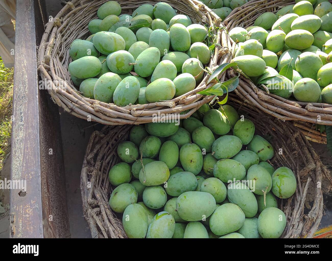 best mangoes in the word are from south punjab and sindh in pakistan A ...