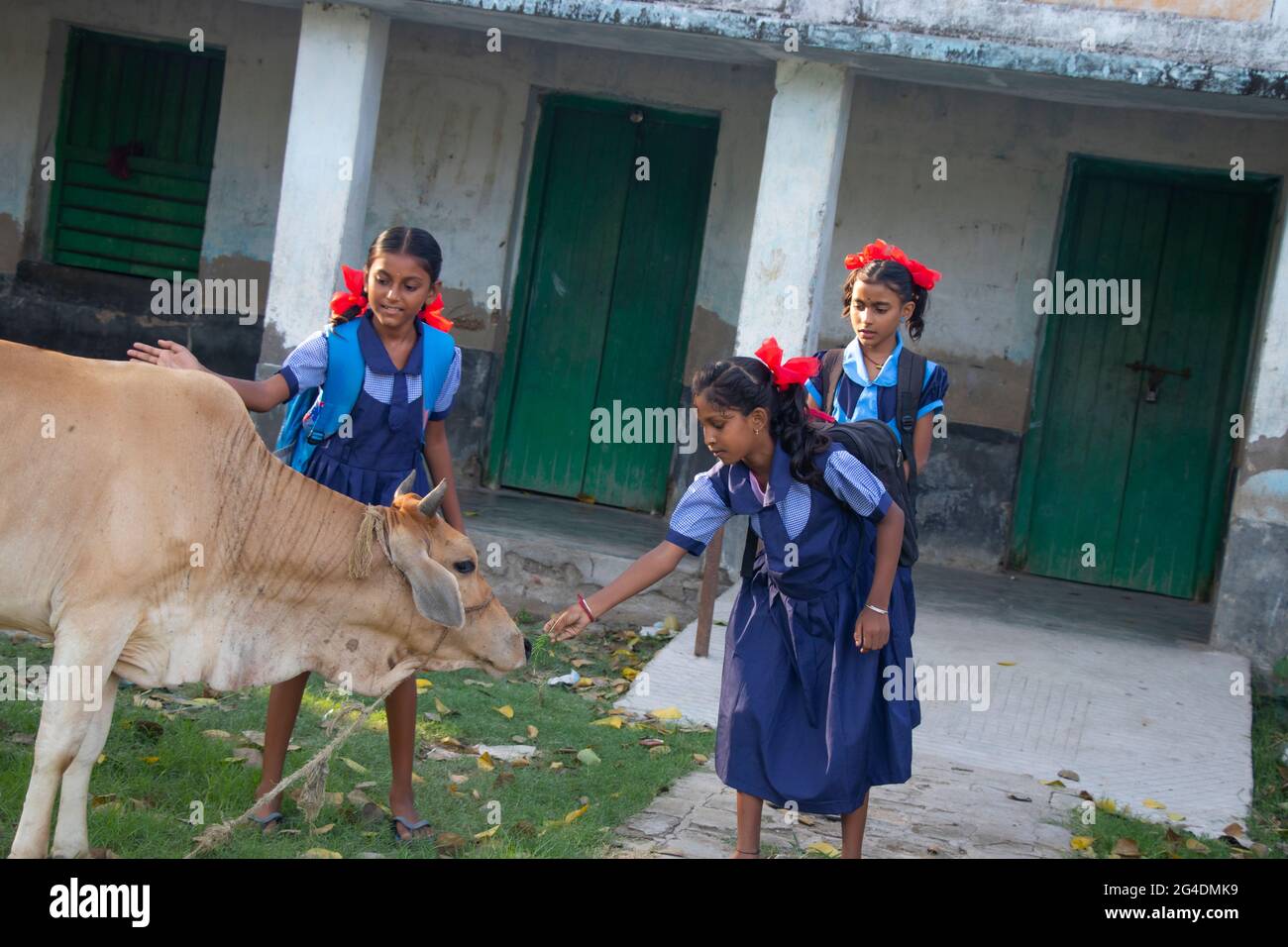 Indian Cow Images For Kids