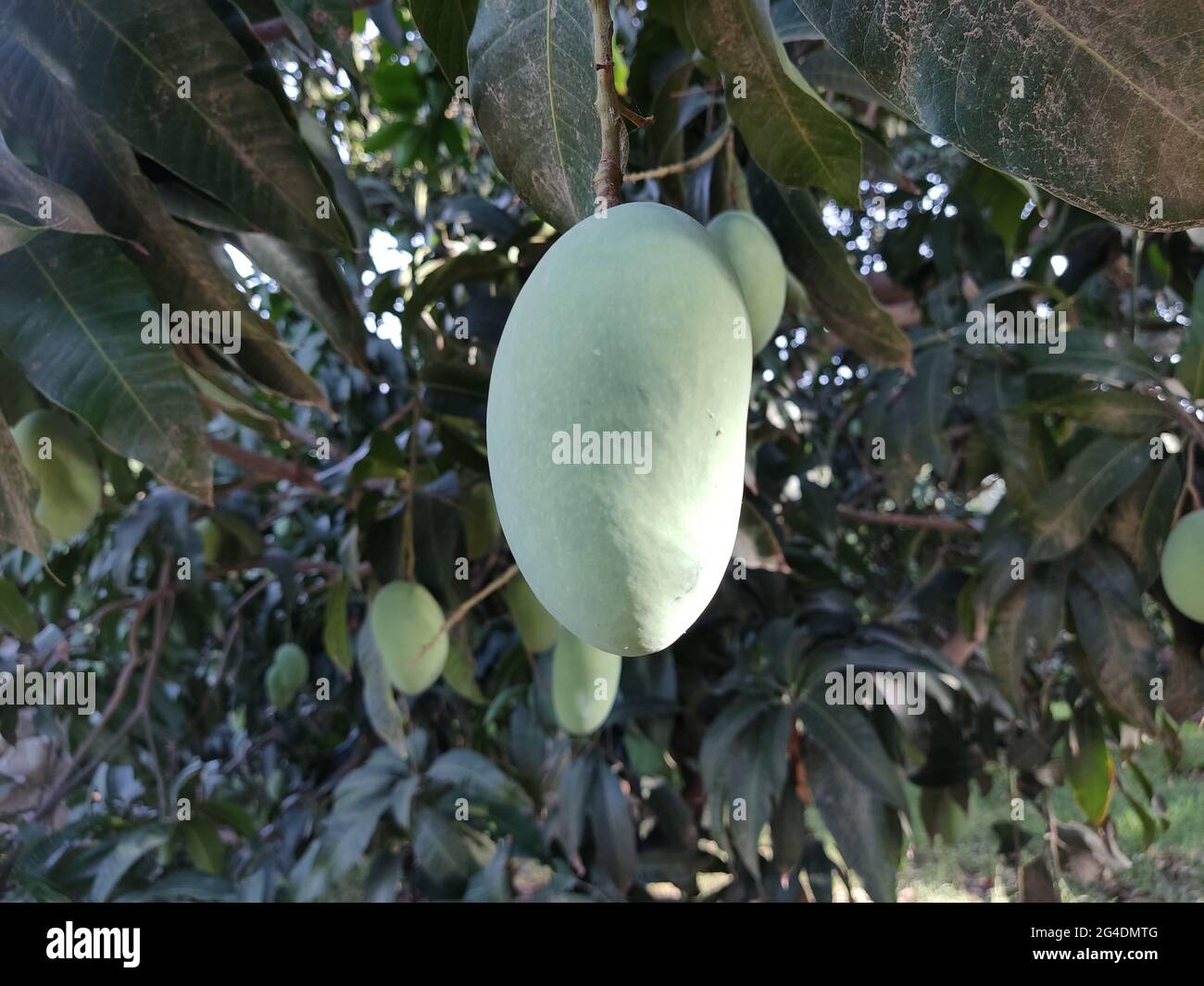 best mangoes in the word are from south punjab and sindh in pakistan A ...