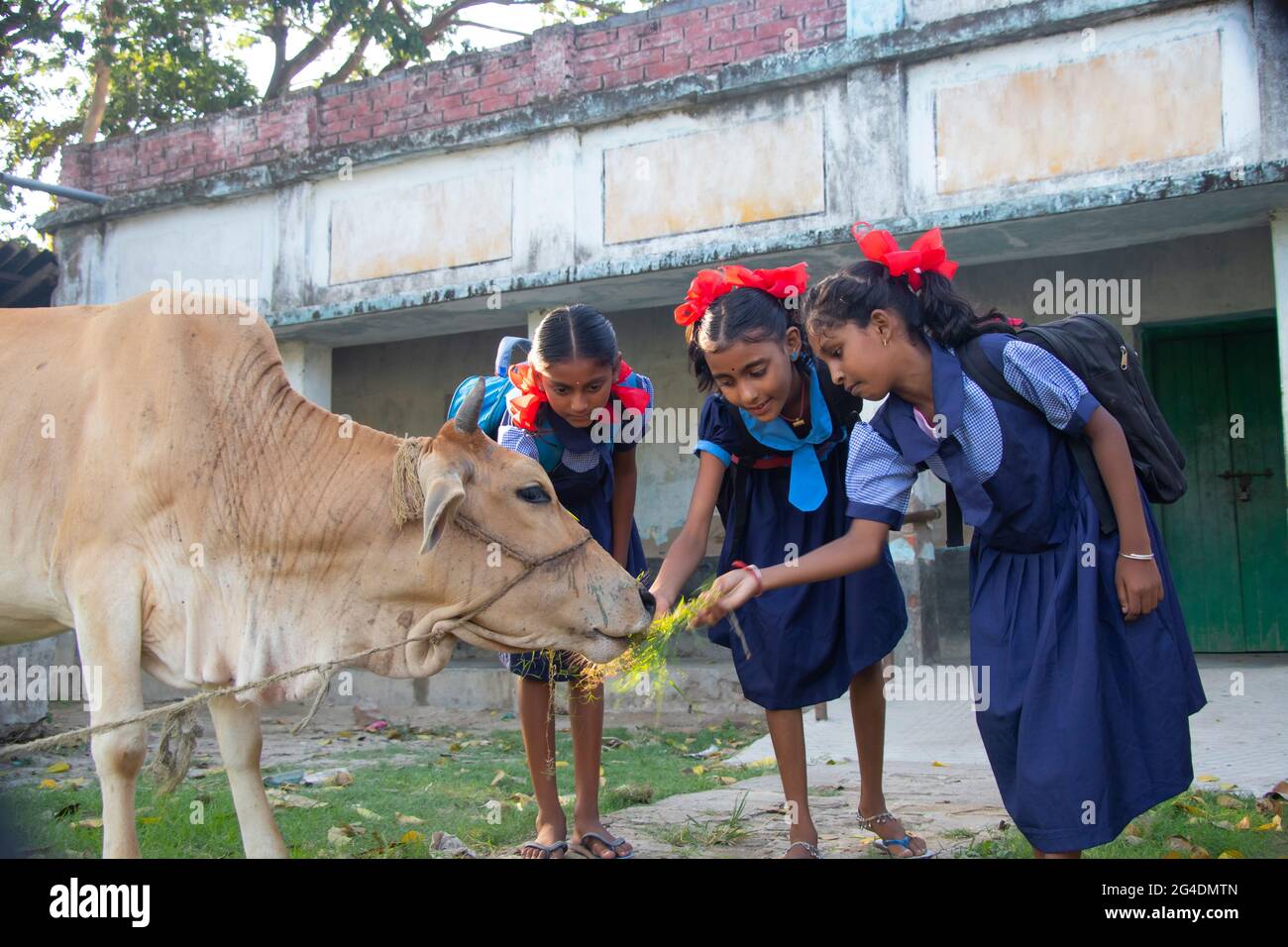 indian Rural School Girls are feeding food to cow Stock Photo - Alamy