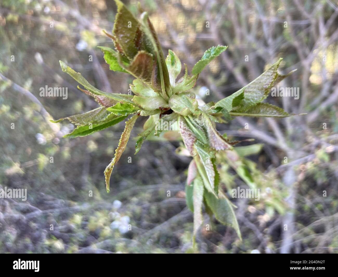 Purple lamb flowers hi-res stock photography and images - Alamy